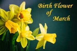 Daffodil Symbolism - Meaning - Legends - Superstitions