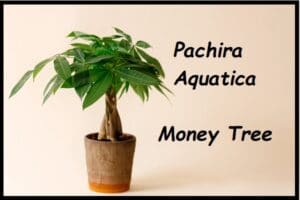 Money Tree for Good Fortune - Symbolism and Meaning